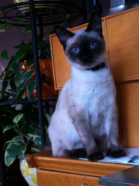 Bella Cute Cats Hq Pictures Of Cute Cats And Kittens Free Pictures Of Funny Cats And Photo