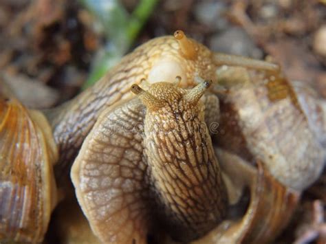 Two Big Snails Have A Sex Very Closeup View To Snail Sexual Actions