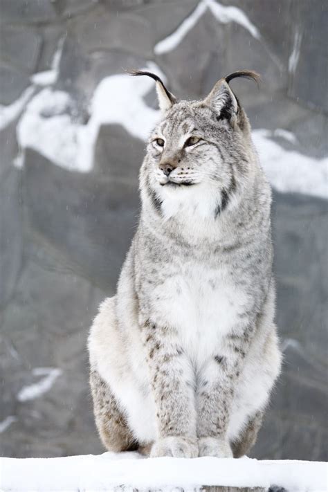 Белая рысь животное 61 фото красивые фото и картинки Pofotoclub
