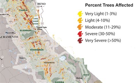 Number Of Dead Trees Spikes In Mother Lode Region