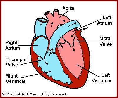 Cat Heart Diagram Labeled