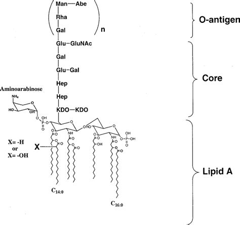 Salmonella Typhi Bacteria Structure