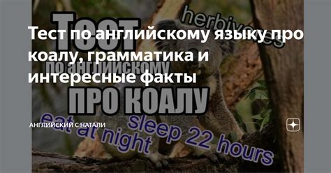Тест по английскому языку про коалу грамматика и интересные факты Английский с Натали Дзен