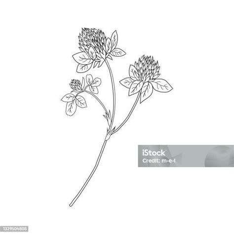 그래픽 레드 클로버 샤프록 야생 필드 꽃 에 고립 된 흰색 식물 손 그린 낙서 잉크 벡터 일러스트 디자인 패키지 차 화장품 약 인사말 카드 결혼 초대 0명에 대한 스톡 벡터