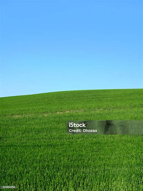 눈부시게 맑고 푸른 하늘 아래 무성한 녹색 들판은 평온함과 자연의 아름다움을 상징합니다 0명에 대한 스톡 사진 및 기타 이미지