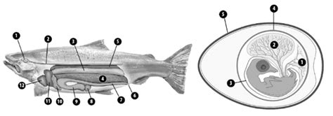 Bju Biology Test 18 Diagram Quizlet