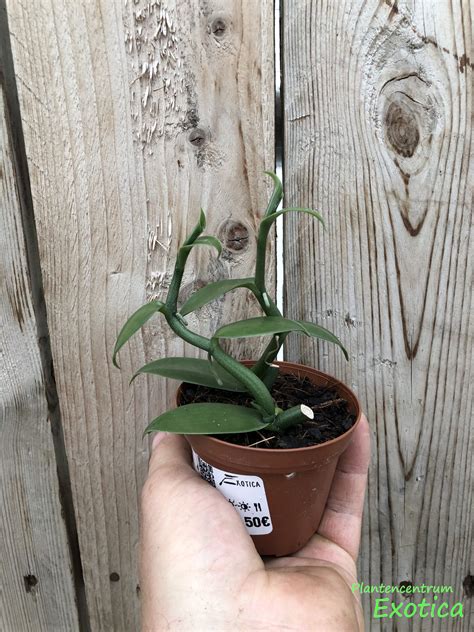 Vanilla Imperialis Vanilla Orchid Plantencentrum Exotica