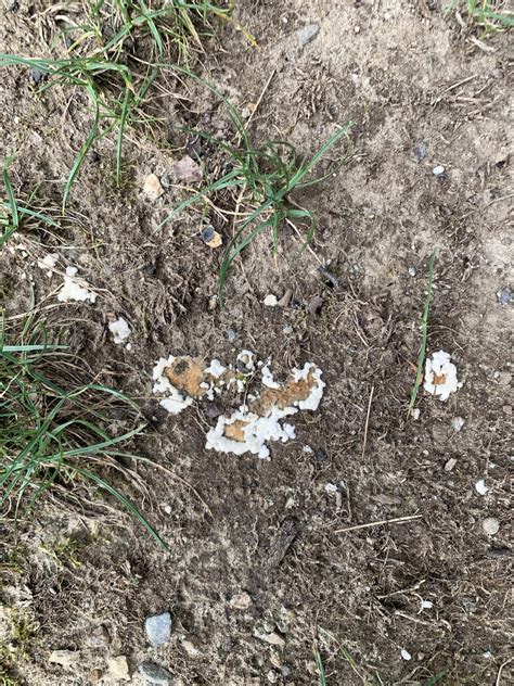 Is This A Slime Mold In My Back Yard Rslimemolds