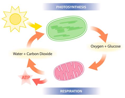 Atp Synthase Photosynthesis