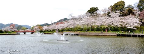 甘木公園福岡県朝倉市九州の花と紅葉