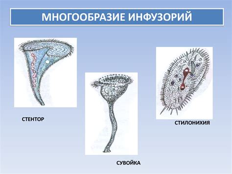 Инфузория туфелька презентация онлайн