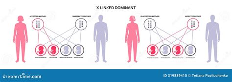 dominant inheritance pattern cartoon vector 320237561