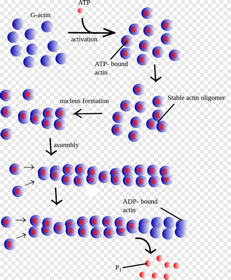 Actin Microfilament Cell Polymerization Protein Filament Filament