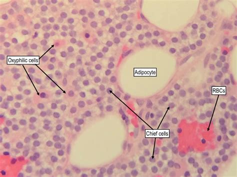 Histoquarterly Parathyroid Gland Histology Blog