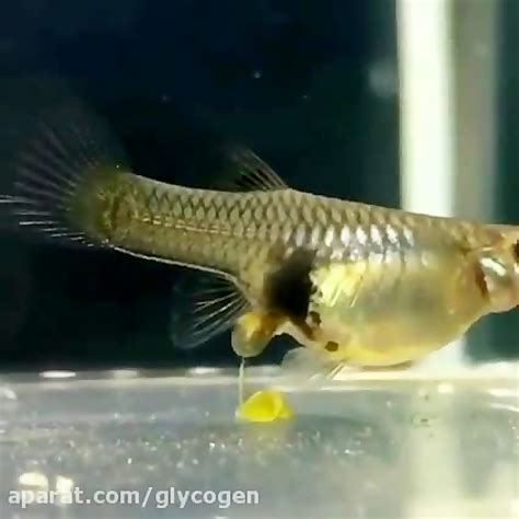 ماهی بچه زا