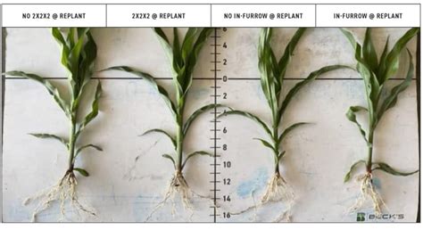 Corn Starter Fertilizer Study Replant Comparison