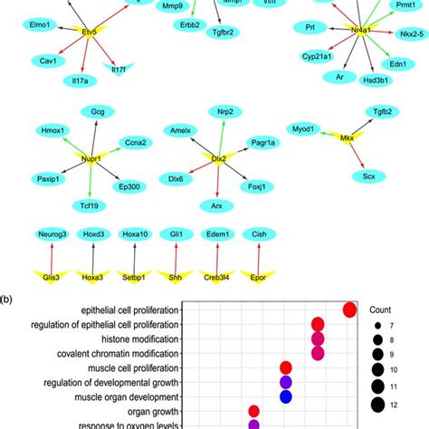 Tf Network And Its Functional Analysis In Intestinal Samples A The Download Scientific