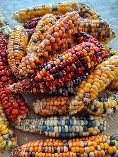 My Own Corn Variety Rbiology