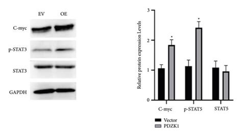 Pdzk1 Affects Hcc Function Through Stat3 C Myc Pathway A Western Download Scientific Diagram