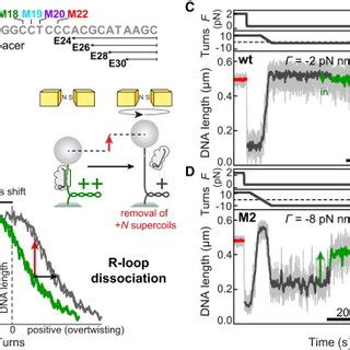 Real Time Observation Of Dynamic R Loop Intermediates At Mismatch Positions Download