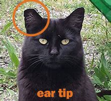 Ear Tipping — Feral Cat Spayneuter Project