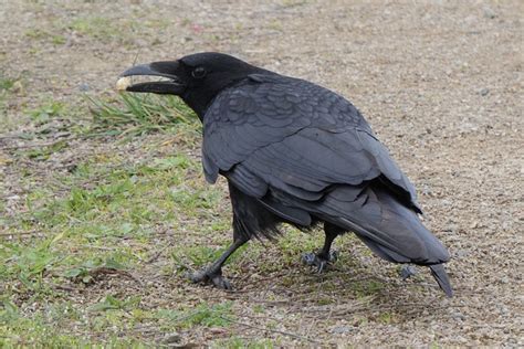 까마귀 새 먹이 찾기 Pixabay의 무료 사진 Pixabay