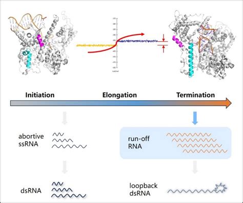 Hieff™ Low Dsrna T7 Rna Polymerase Mutants Empowering Mrna Vaccine An
