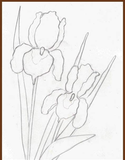 How To Draw An Iris In Steps Artofit