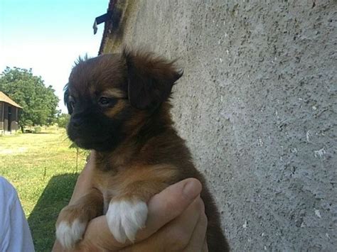 Pinč Pekinezer štene Mini