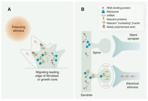 Subcellular Mrna Localization In Animal Cells And Why It Matters Pmc