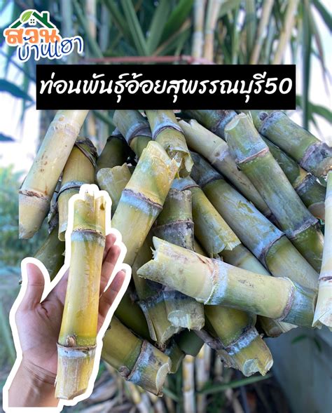อ้อยคั้นน้ำสุพรรณบุรี50 ลำใหญ่ 1ท่อนมี2ตา อ้อยอินทรีย์ Th