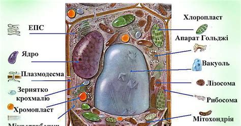 Блог Кондратишиної Олени Володимирівни Біологія у схемах і таблицях рослини