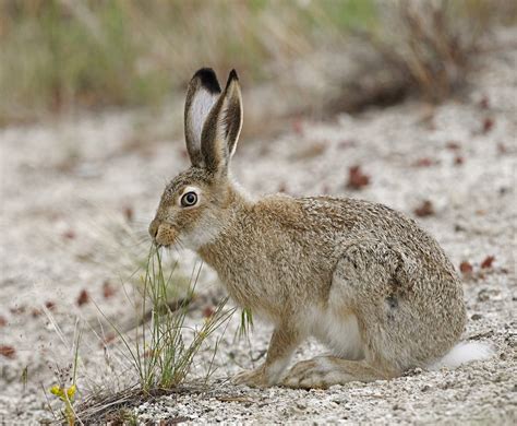 Desert Jack Rabbit