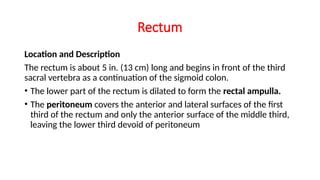 Rectum Gross Anatomy And Histology Ppt Pptx