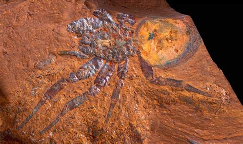 Miocene Era Spider Fossil The Size Of Your Hand Found In Australia World News Uk