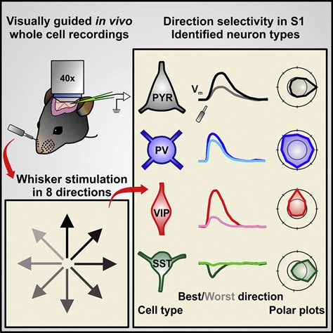 Direction Selectivity Of Inhibitory Interneurons In Mouse Barrel Cortex