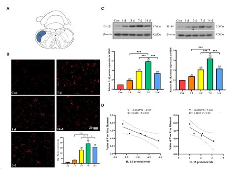 Activation Of Microglia And Release Of Inflammatory Factors In Download Scientific Diagram