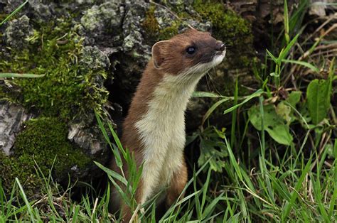 Weasel Wallpapers Wallpaper Cave