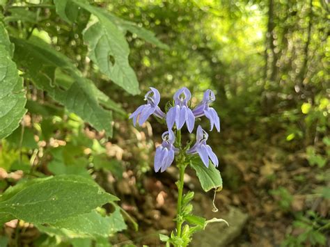 Great Blue Lobelia Creasey Mahan Nature Preserve