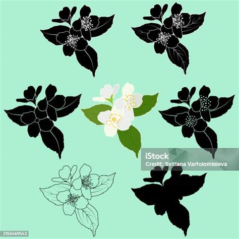 봄 재스민 꽃 개요 실루엣 스텐실 흑백 컬러 일러스트 레이 션 0명에 대한 스톡 벡터 아트 및 기타 이미지 0명 개체 그룹