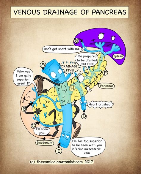 Venous Drainage Of The Pancreas The Comical Anatomist