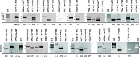 Reverse Transcriptase Pcr Amplifications Of The Analyzed Transcript Download Scientific Diagram