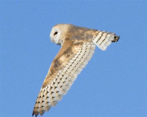 Barn Owl In Flight