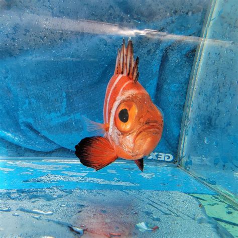 近海産海水魚、海洋生物、深海生物、深海魚