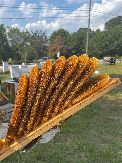 Beeswax Honey Comb How Do Bees Build Comb Properties Of Beeswax