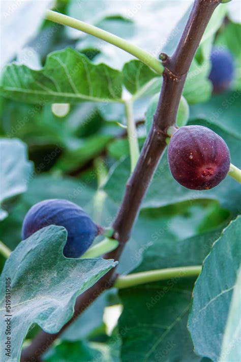 Figues Stock-Foto | Adobe Stock