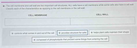 Solved The Cell Membrane And Cell Wall Are Two Important Cell