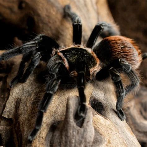 Tliltocatl Vagans Mexican Red Rump Tarantula For Sale
