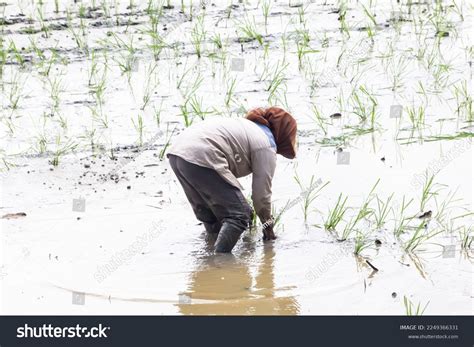 Woman Planting Rice Paddy Field Batubara Stock Photo 2249366331 Shutterstock