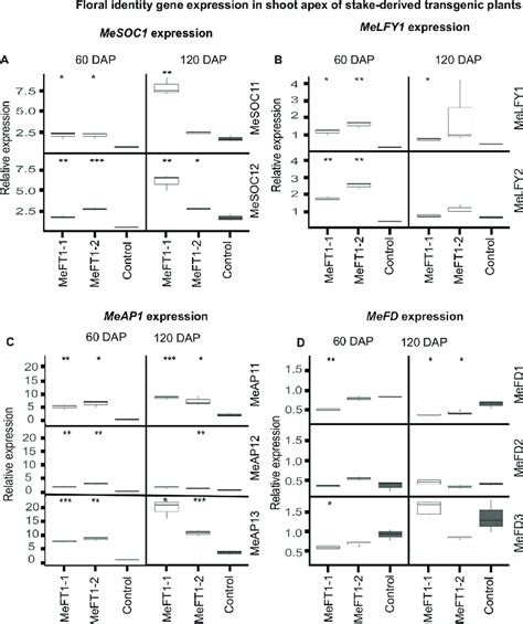 Rt Qpcr Expression Profiling Of Floral Identity Genes In Shoot Apex Of Download Scientific